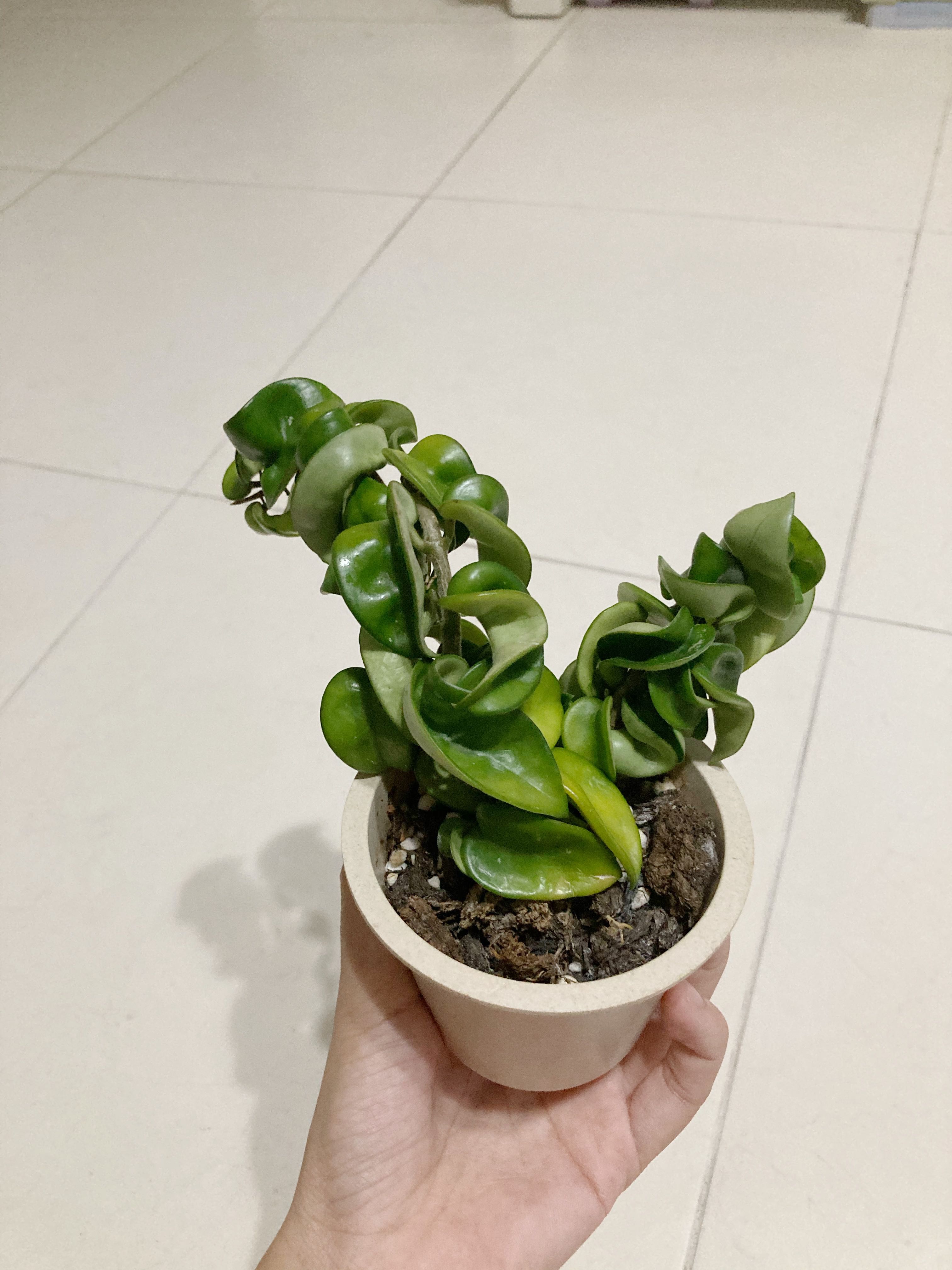 Hoya Compacta (Hindu Rope), Furniture & Home Living, Gardening, Plants ...