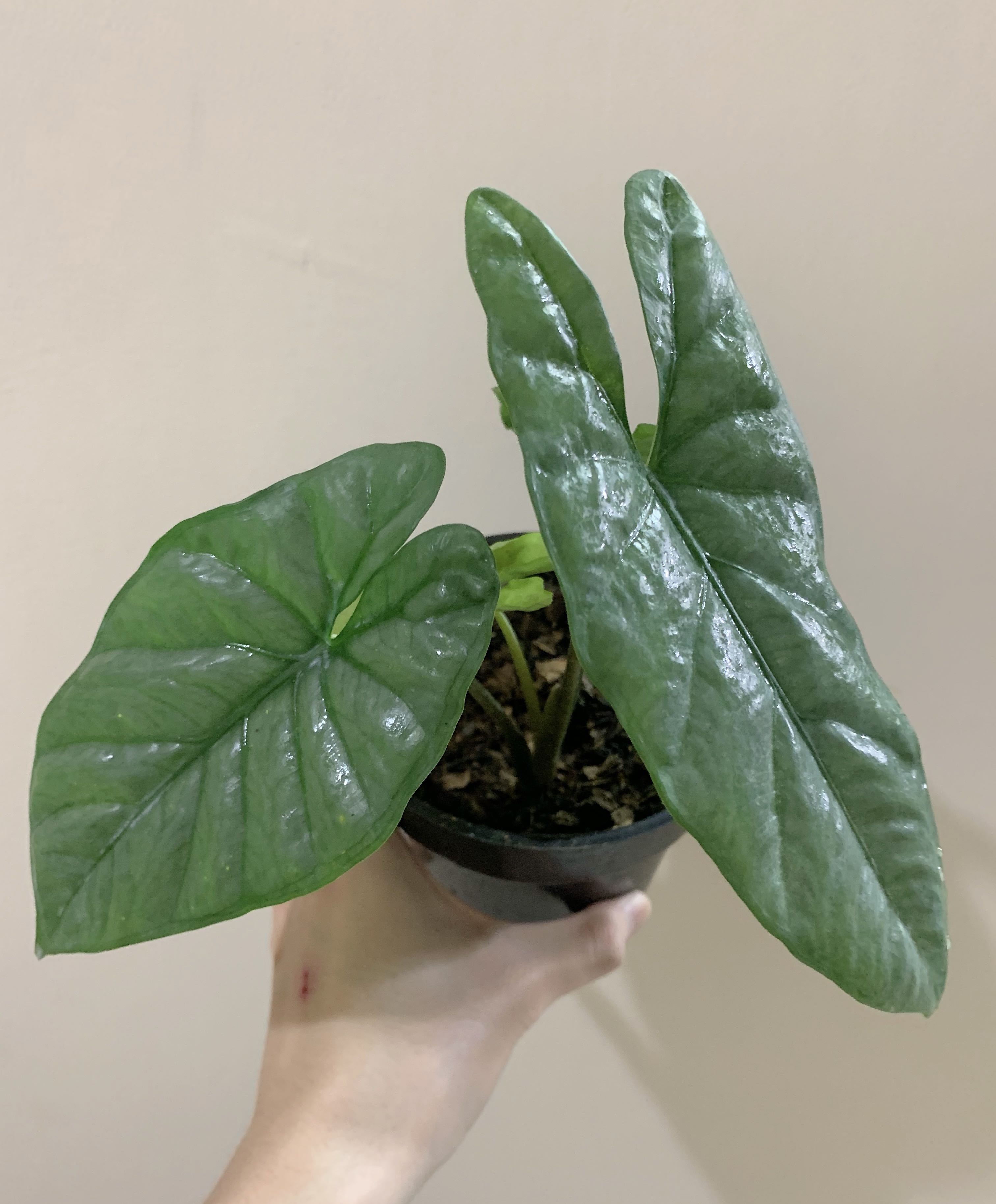 (Rare) Alocasia Corazon, Furniture & Home Living, Gardening, Plants ...