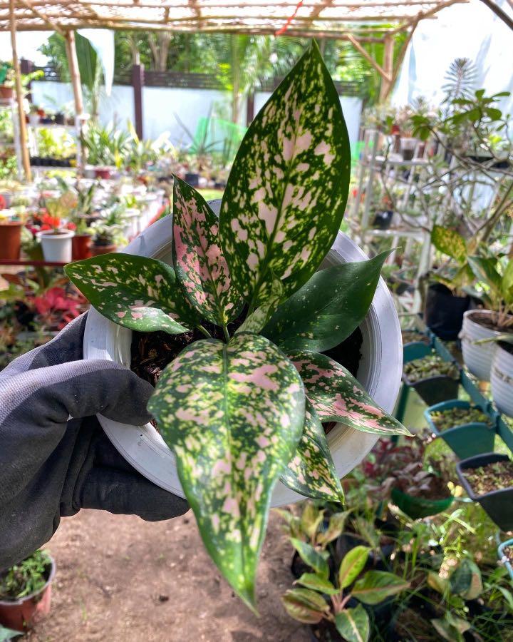 Aglaonema Etta Rose, Furniture & Home Living, Gardening, Plants & Seeds ...