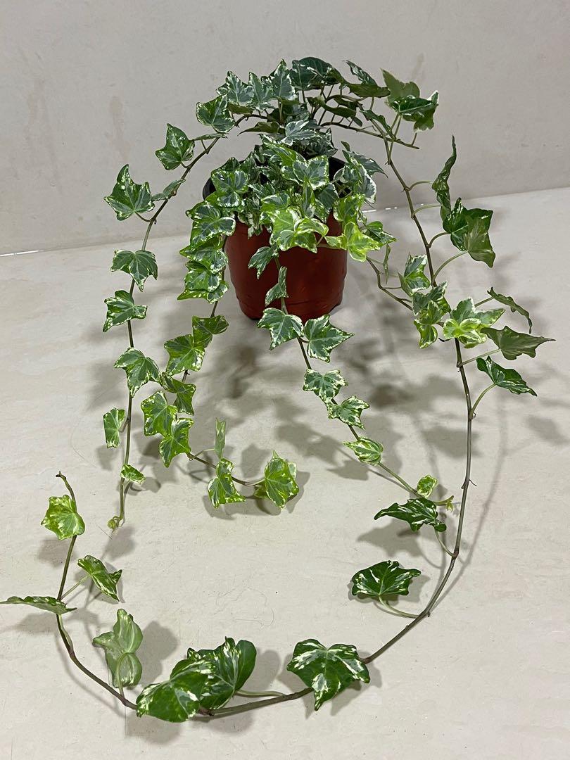 Hedera Helix Variegated, Furniture & Home Living, Gardening, Plants ...