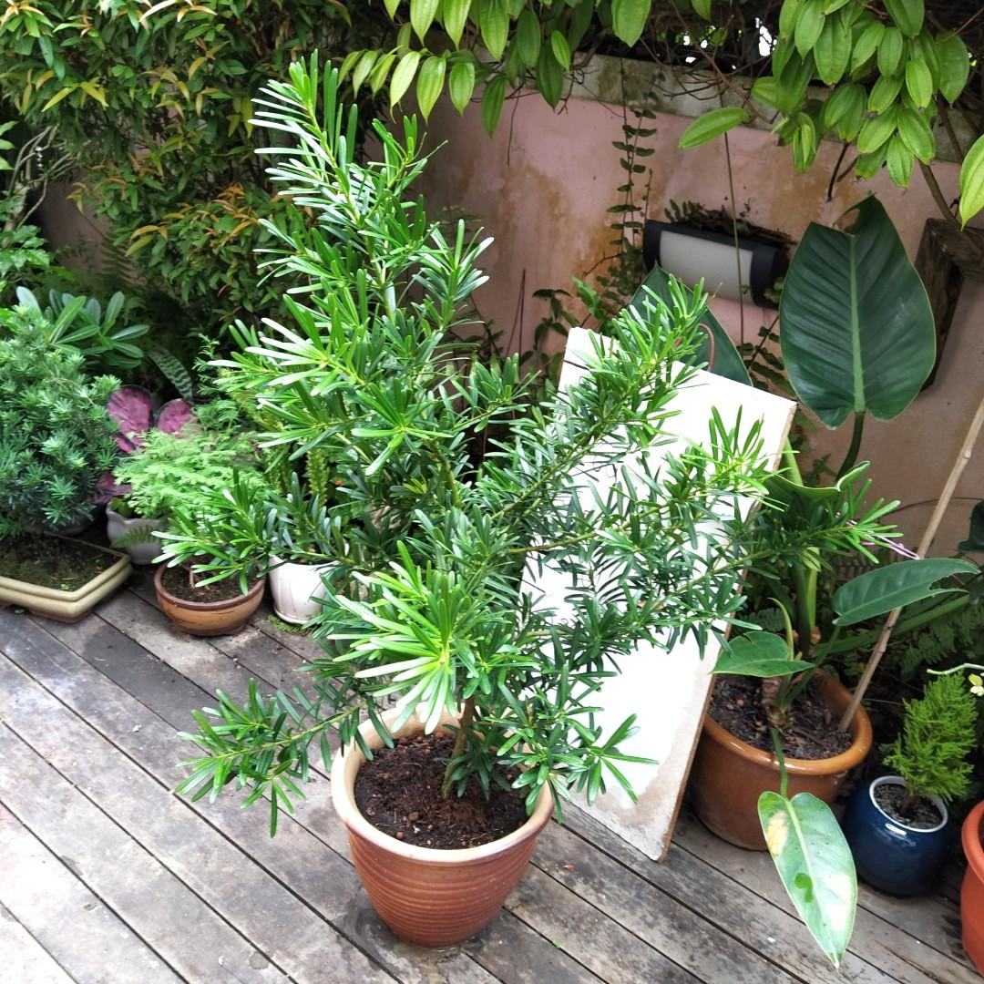 Podocarpus, Luo Han Song, Furniture & Home Living, Gardening, Plants ...