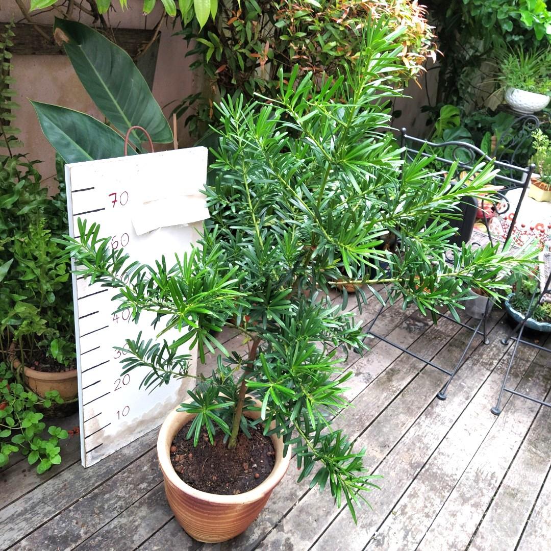 Podocarpus, Luo Han Song, Furniture & Home Living, Gardening, Plants ...