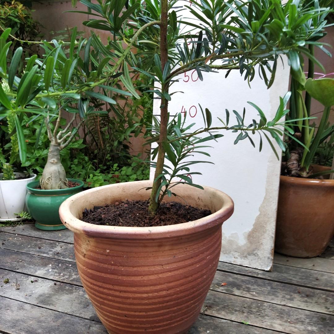 Podocarpus, Luo Han Song, Furniture & Home Living, Gardening, Plants ...