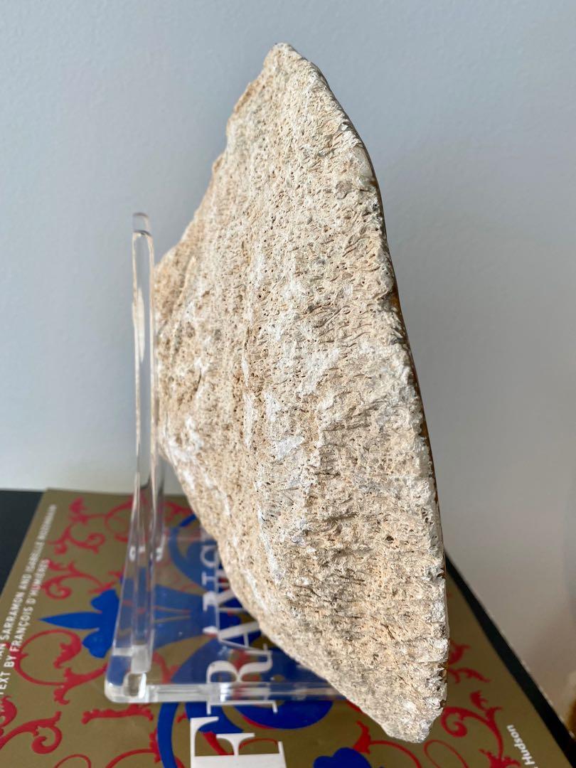 Rare Big Petrified Coconut Palm End for Good Fengshui, Furniture & Home ...
