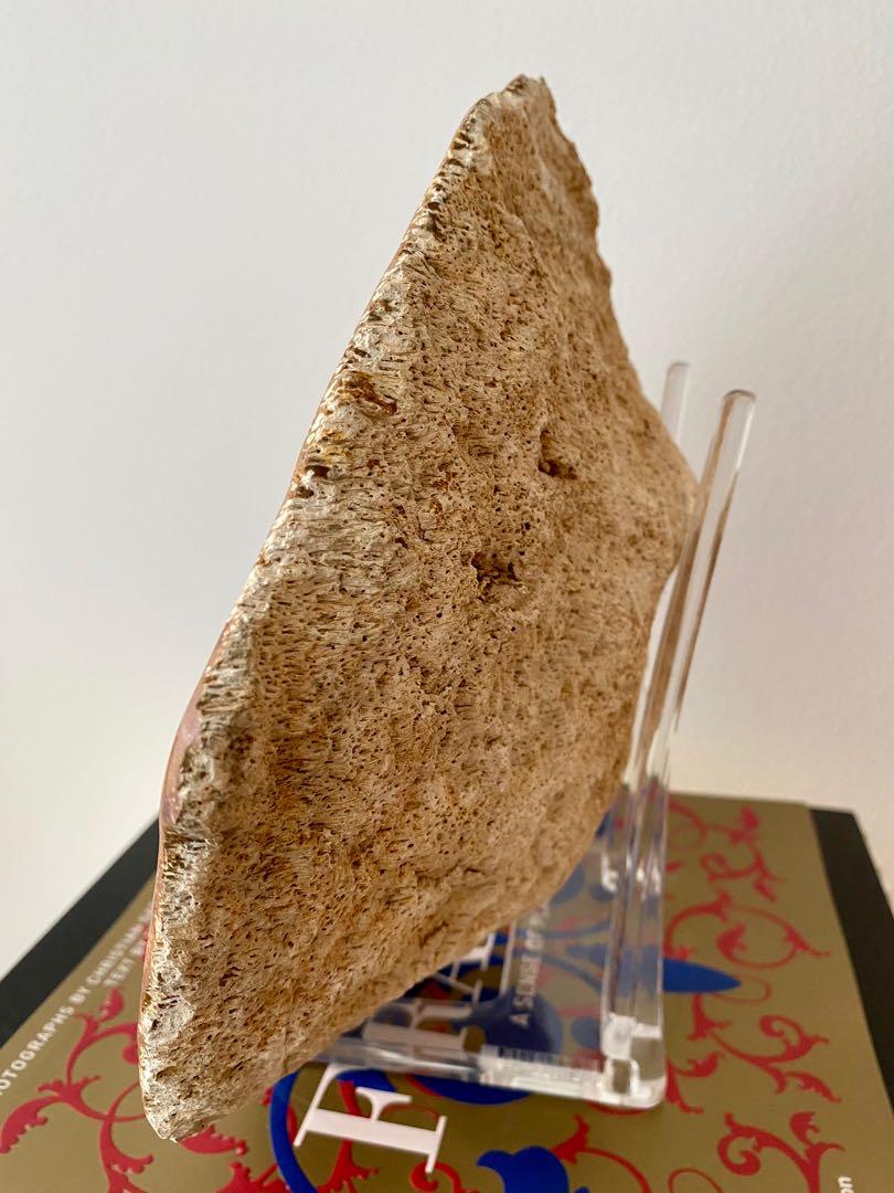 Rare Big Petrified Coconut Palm End for Good Fengshui, Furniture & Home ...