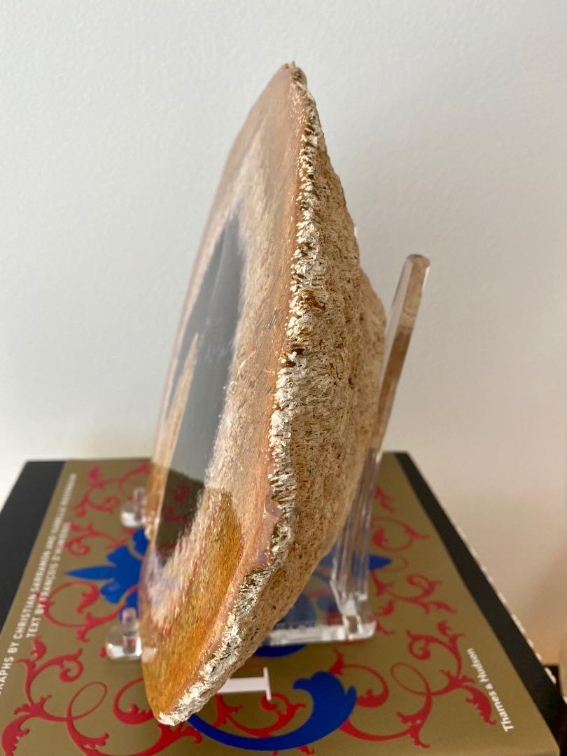Rare Big Petrified Coconut Palm End for Good Fengshui, Furniture & Home ...