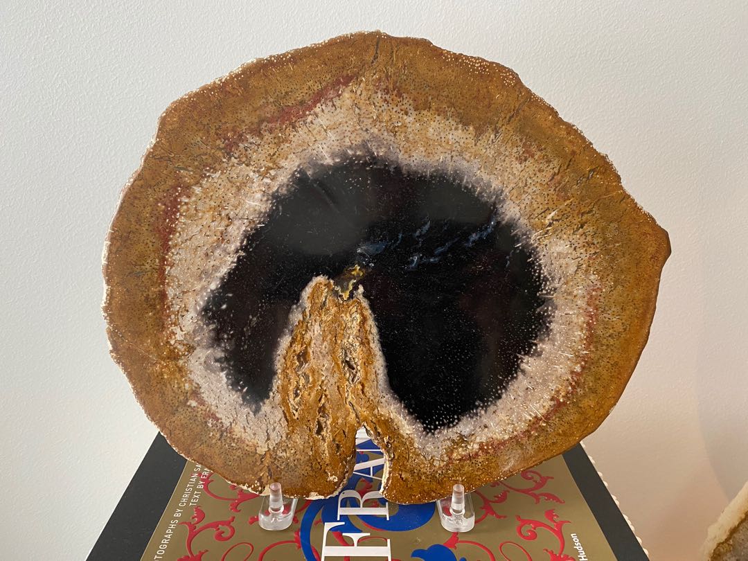 Rare Big Petrified Coconut Palm End for Good Fengshui, Furniture & Home ...