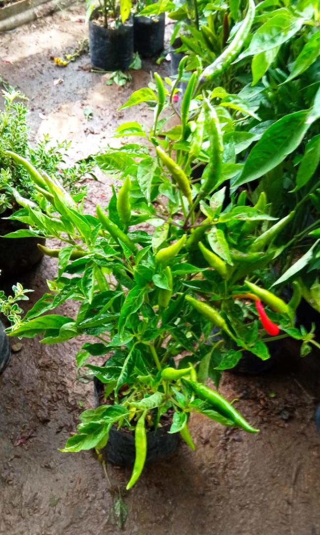 Sili labuyo (sili ng pang inasal), Furniture & Home Living, Gardening ...