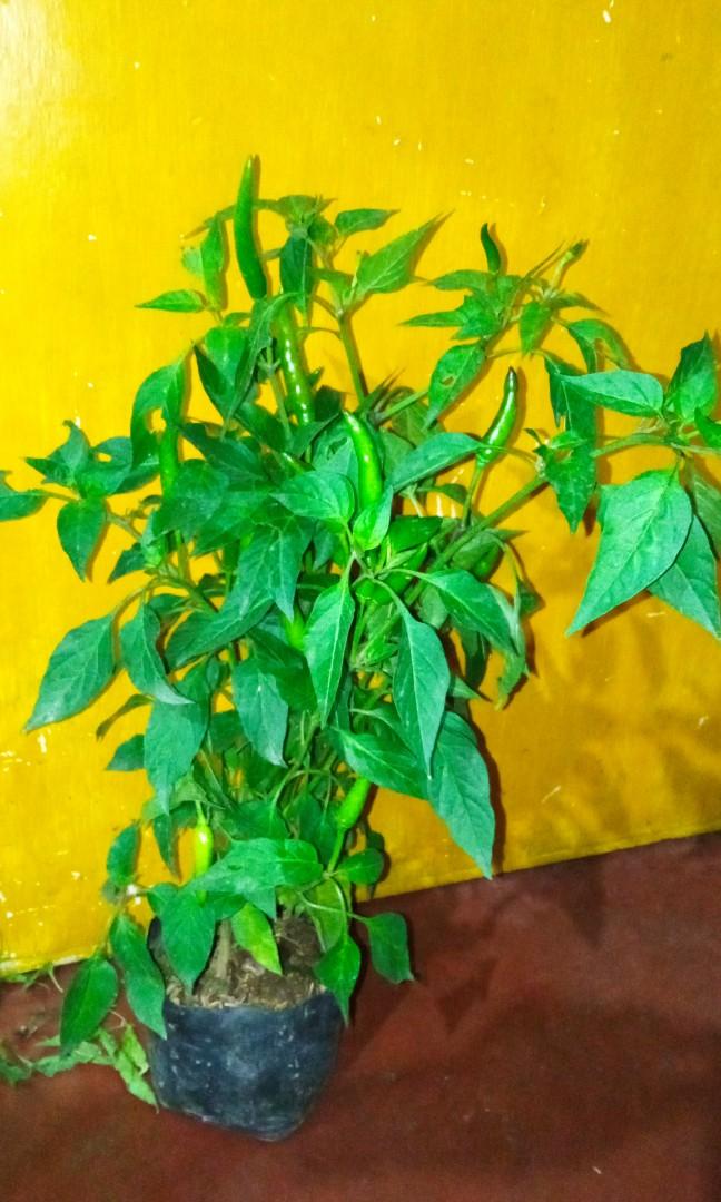 Sili labuyo (sili ng pang inasal), Furniture & Home Living, Gardening ...