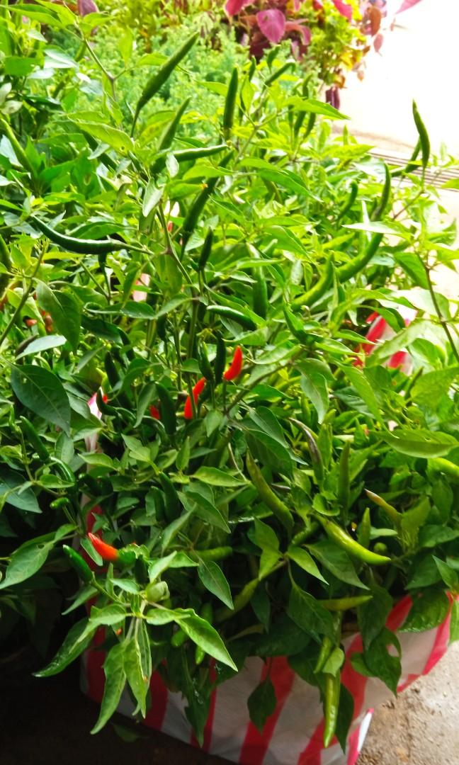 Sili labuyo (sili ng pang inasal), Furniture & Home Living, Gardening ...