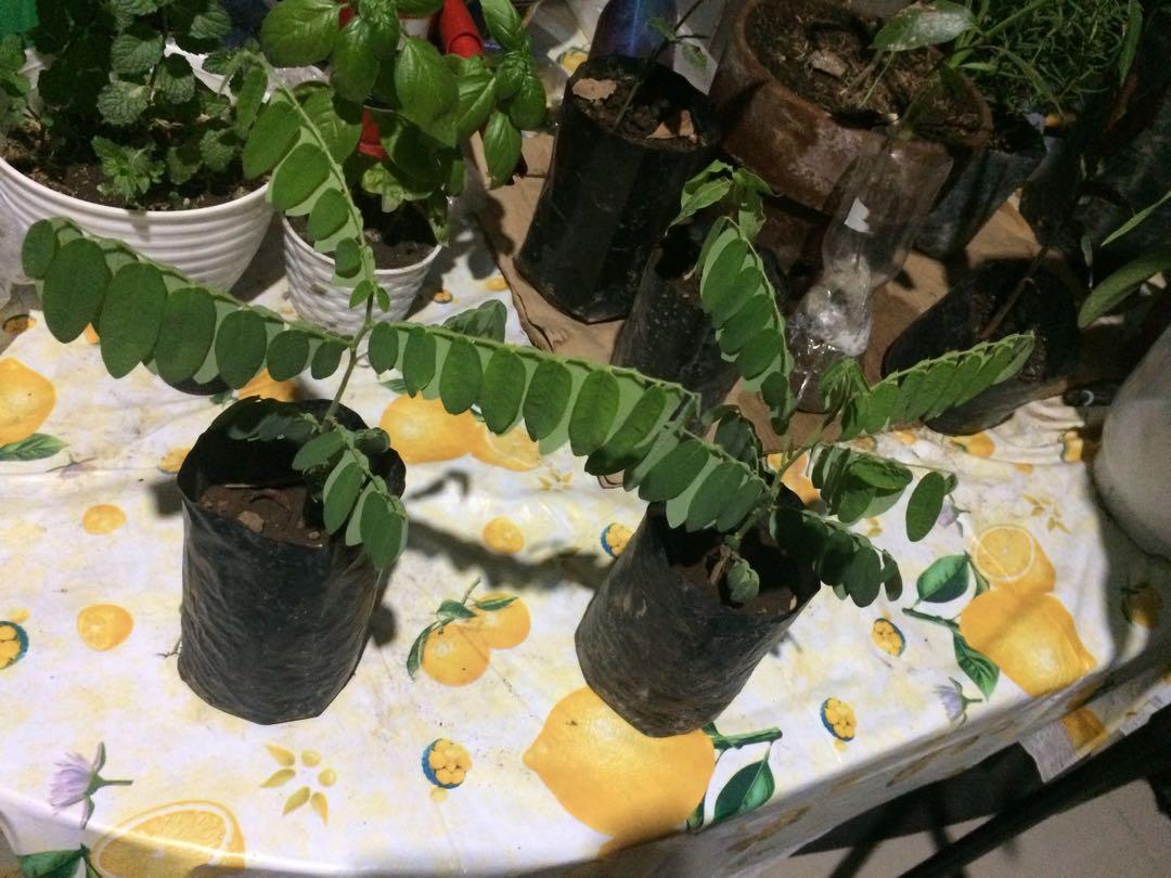 Sinukuan, Furniture & Home Living, Gardening, Plants & Seeds on Carousell