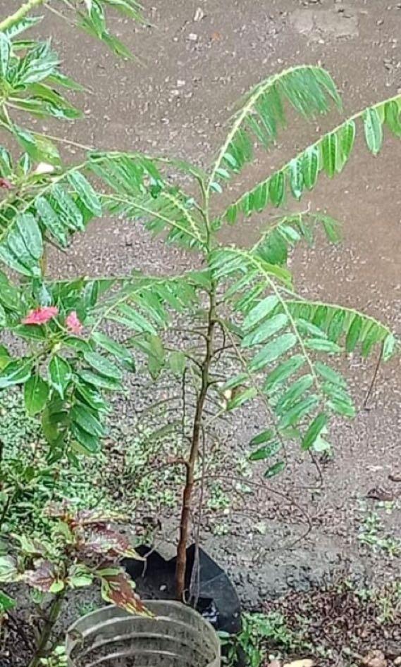 Sinukuan, Furniture & Home Living, Gardening, Plants & Seeds on Carousell