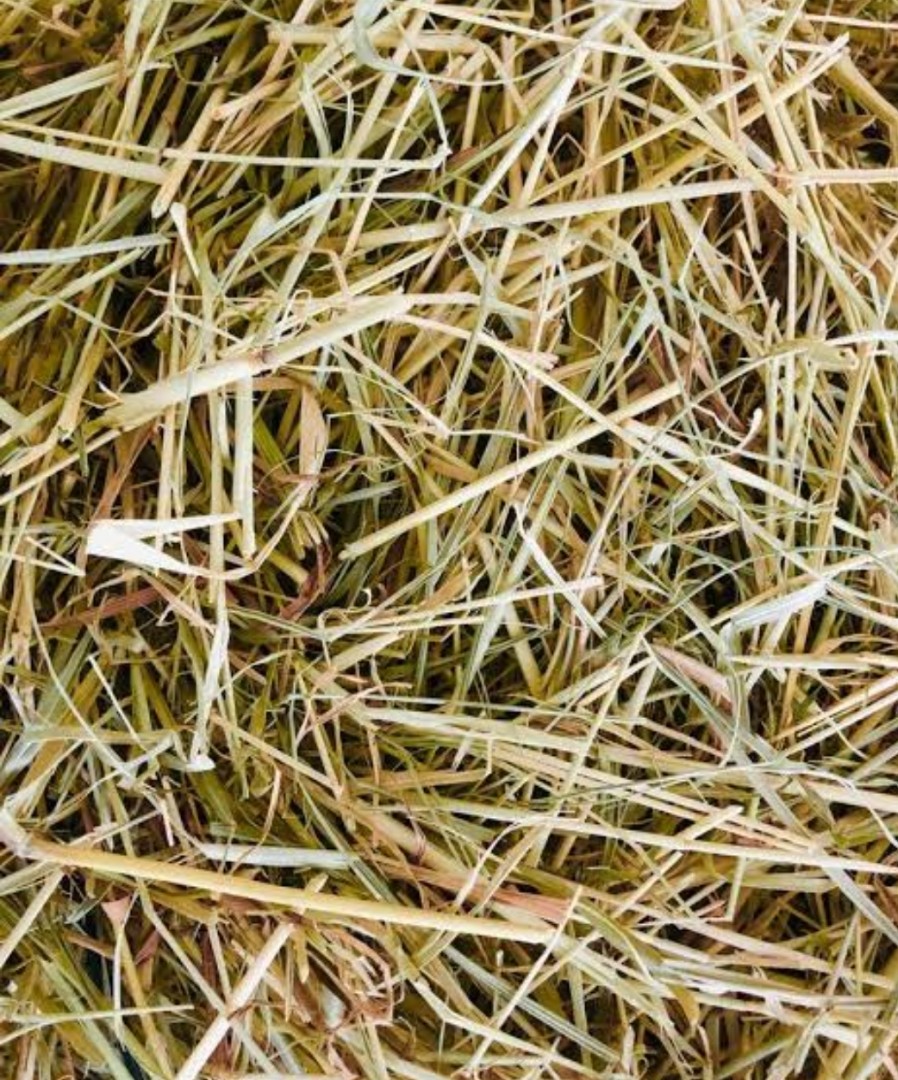 Star grass hay for your rabbits, Pet Supplies, Pet Food on Carousell