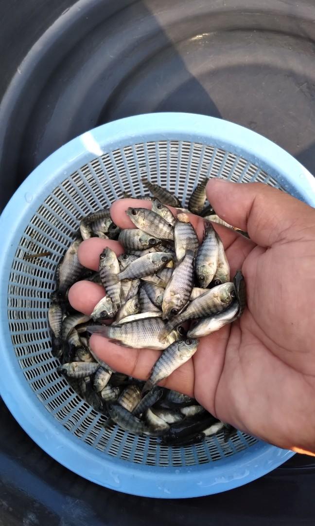 Nile Tilapia Fingerlings