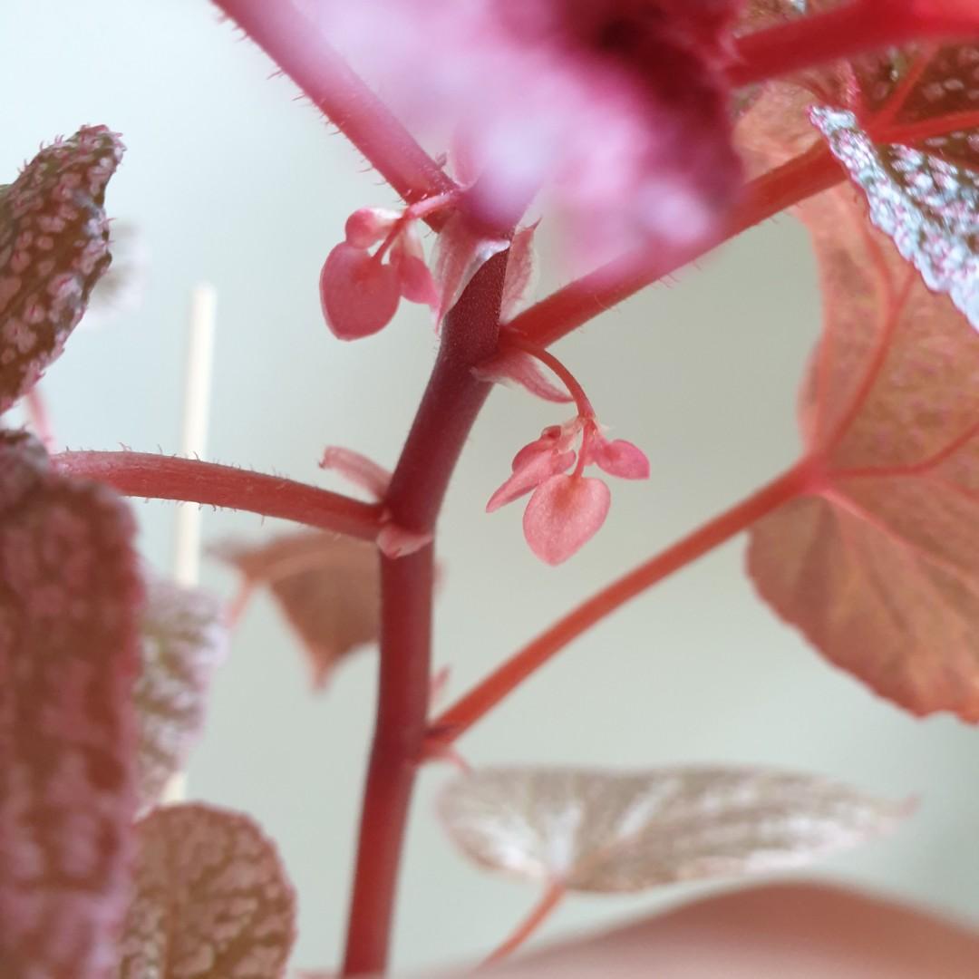 Updates, blooming Now. Pinkish Bump Begonia U062, Furniture & Home ...