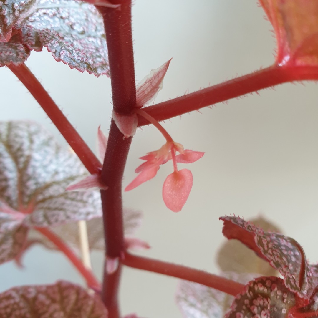 Updates, blooming Now. Pinkish Bump Begonia U062, Furniture & Home ...