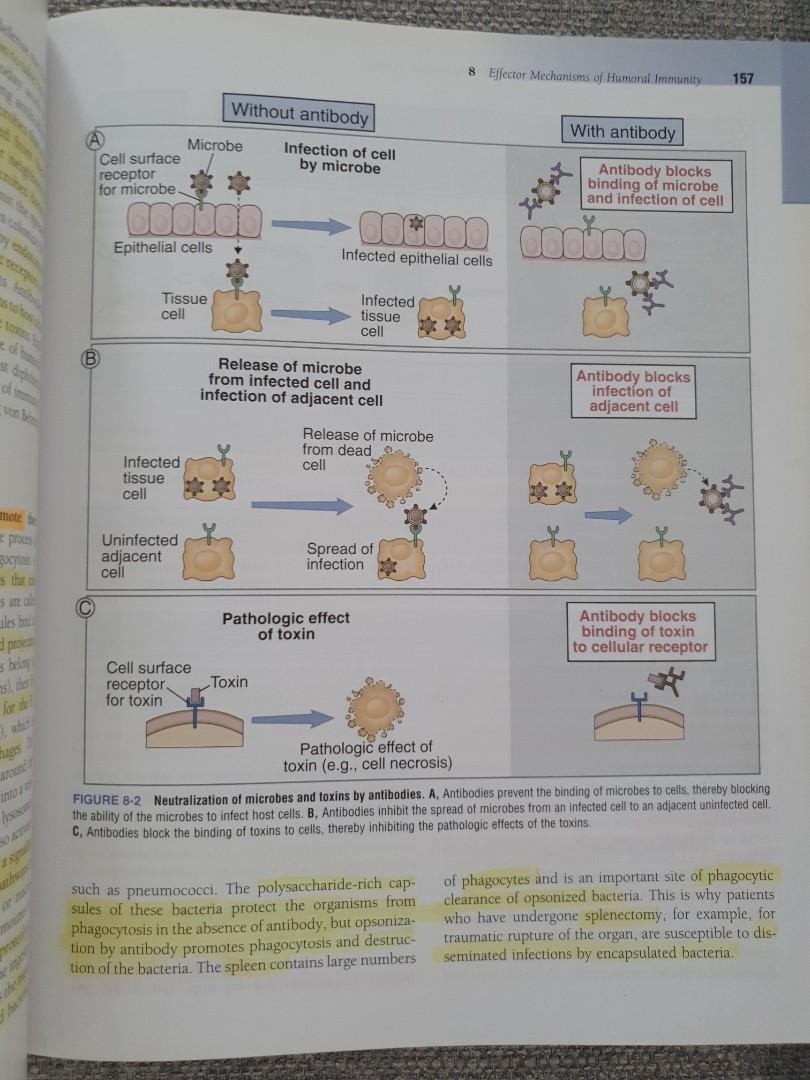 Basic Immunology (3rd Edition) - Functions and disorders of the immune ...