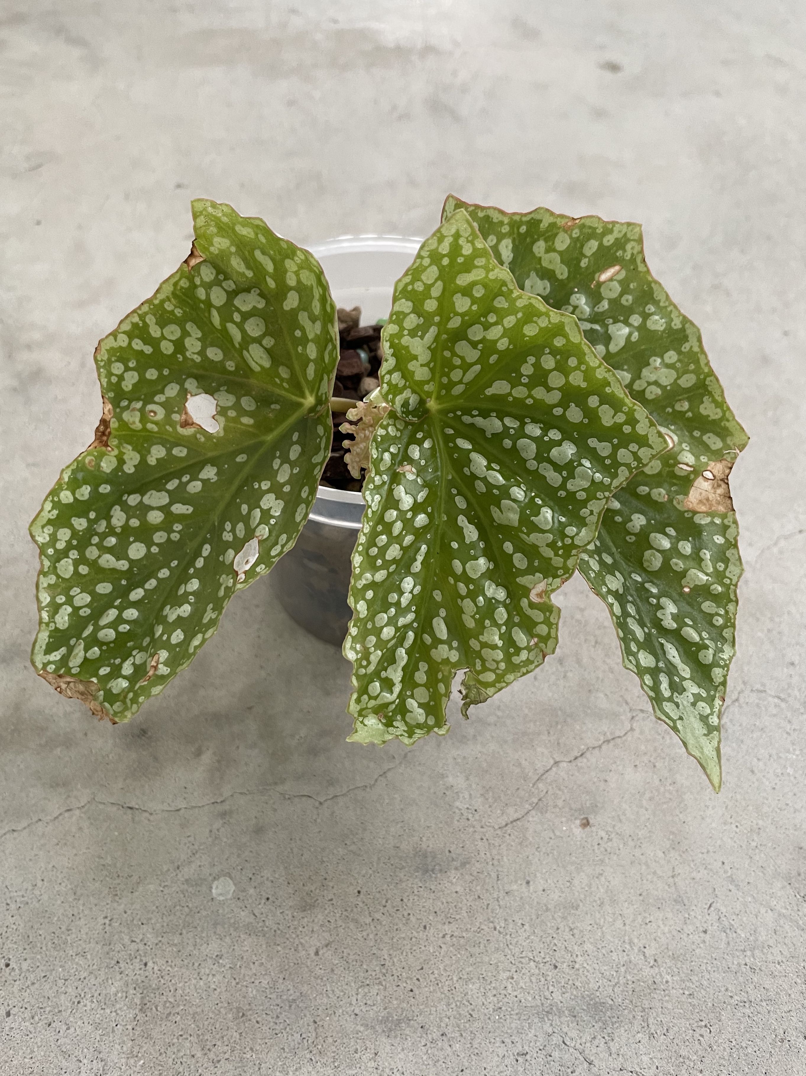 Begonia Snowcap - Cane, Furniture & Home Living, Gardening, Plants ...