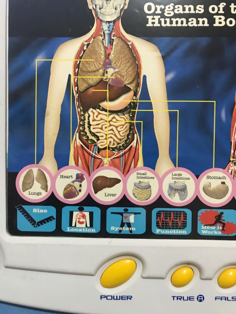 Interactive organs of the human body, Hobbies & Toys, Toys & Games on ...