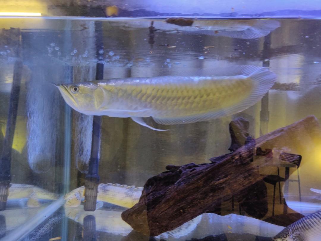 Thousands of arowana fish found in Johor river