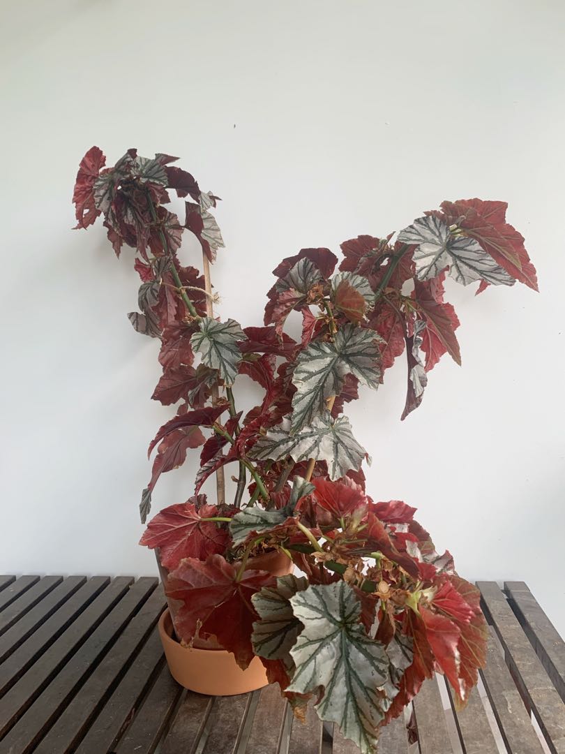 Big pot of Begonia Highway, Furniture & Home Living, Gardening, Plants ...