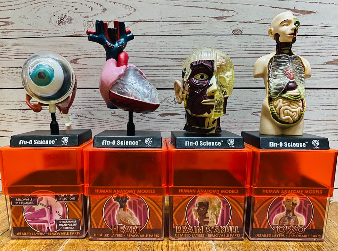 Human Anatomy Model Set (Ein-O Science), Hobbies & Toys, Toys & Games ...