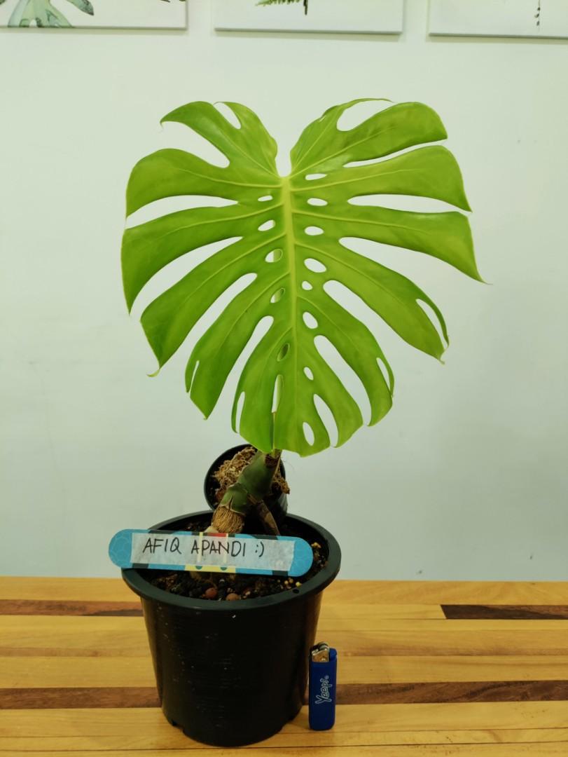 One of my recent water-propped Monstera just unfurled the littlest most ...