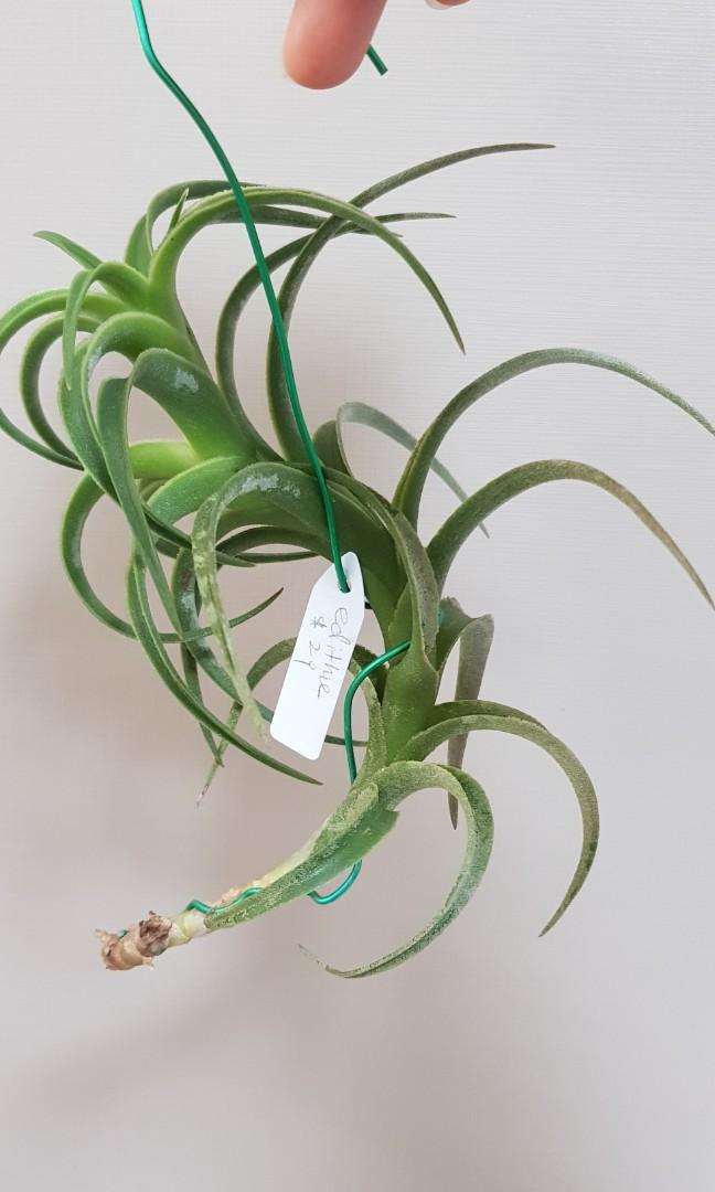 Edithae 赤兔, air plants tillandsia airplant, indoor outdoor plant ...
