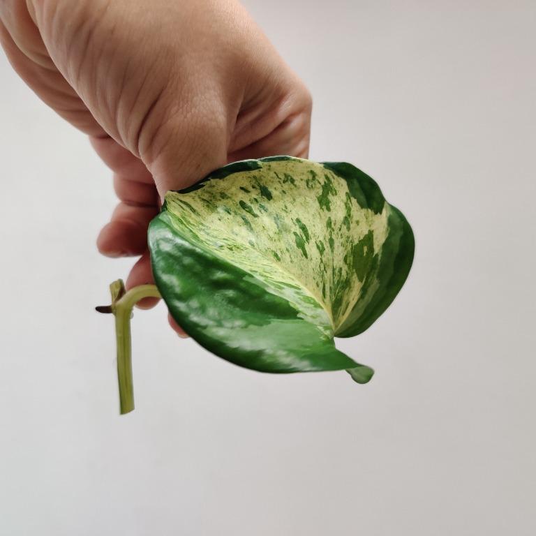 Epipremnum aureum cv 'Manjula' single node cuttings, Furniture & Home ...