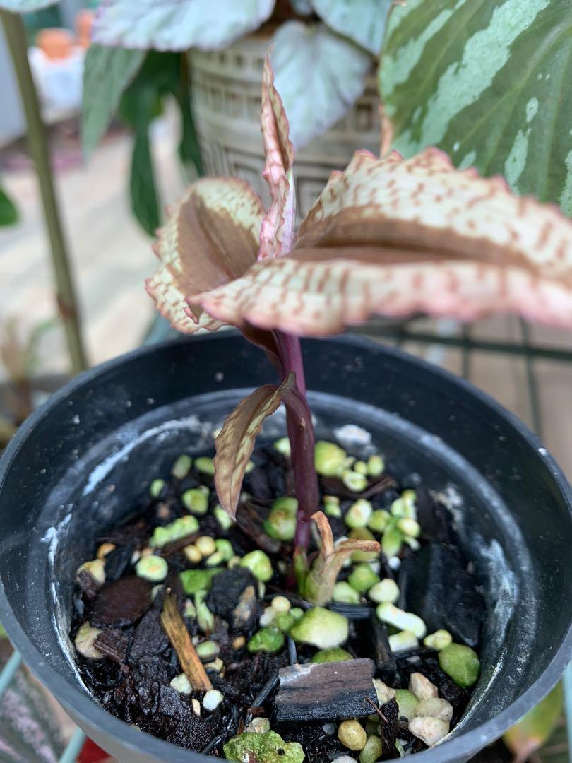 Malaxis calophylla (jewel orchid) for sale, Furniture & Home Living ...