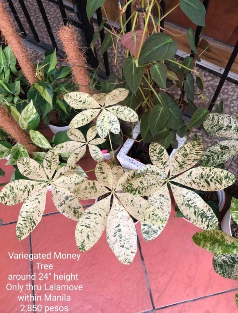 Variegated Money Tree, Furniture & Home Living, Gardening, Plants ...