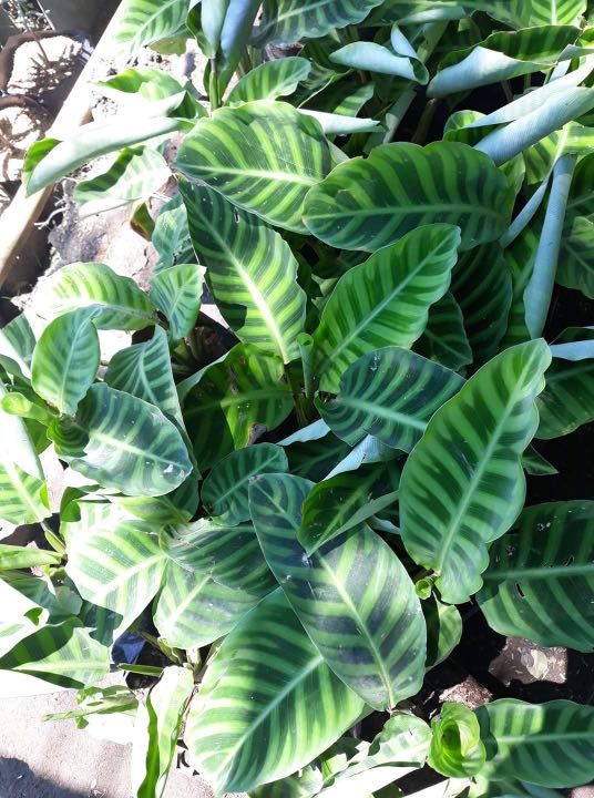 Calathea zebra plants, Furniture & Home Living, Gardening, Plants ...