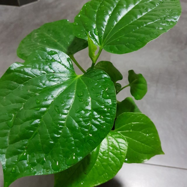 Delicious Daun Kaduk (🌱MyLittleGardenShop), Furniture & Home Living ...