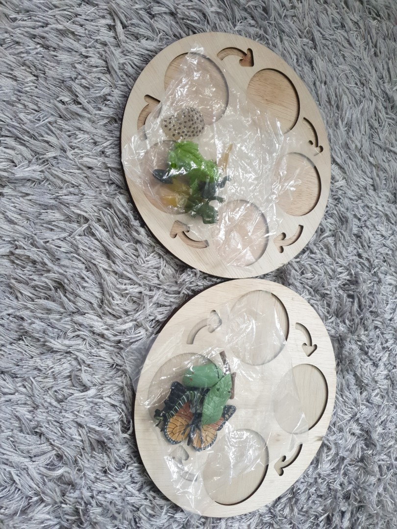 Double sided life cycle tray with toobs, Everything Else on Carousell