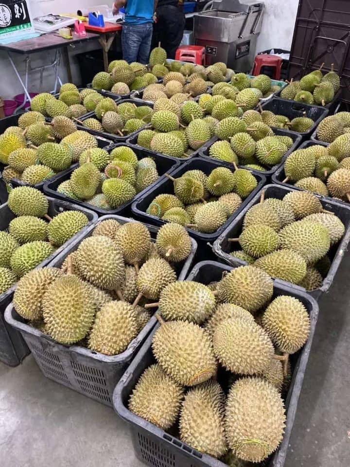 Durian MSW/D101/D17/XO/Redprawn/Segamat Durian, Food & Drinks, Other ...