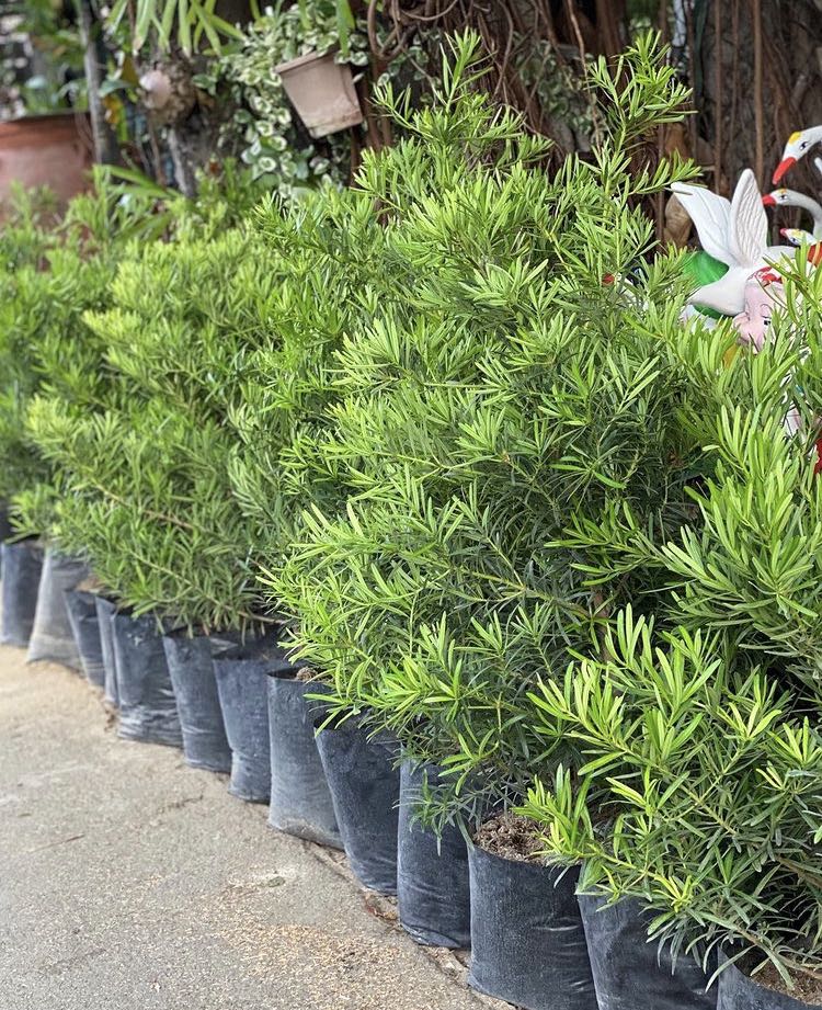 Maki 3ft, Furniture & Home Living, Gardening, Plants & Seeds on Carousell