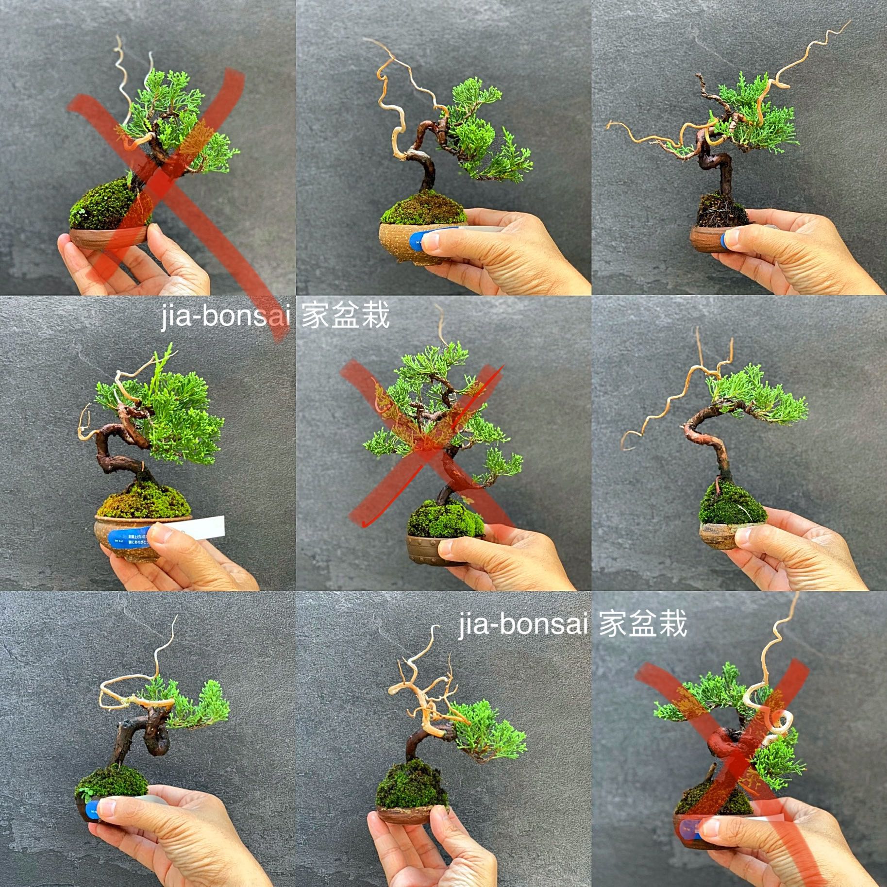 MAME Japanese Shimpaku Bonsai, Furniture & Home Living, Gardening ...