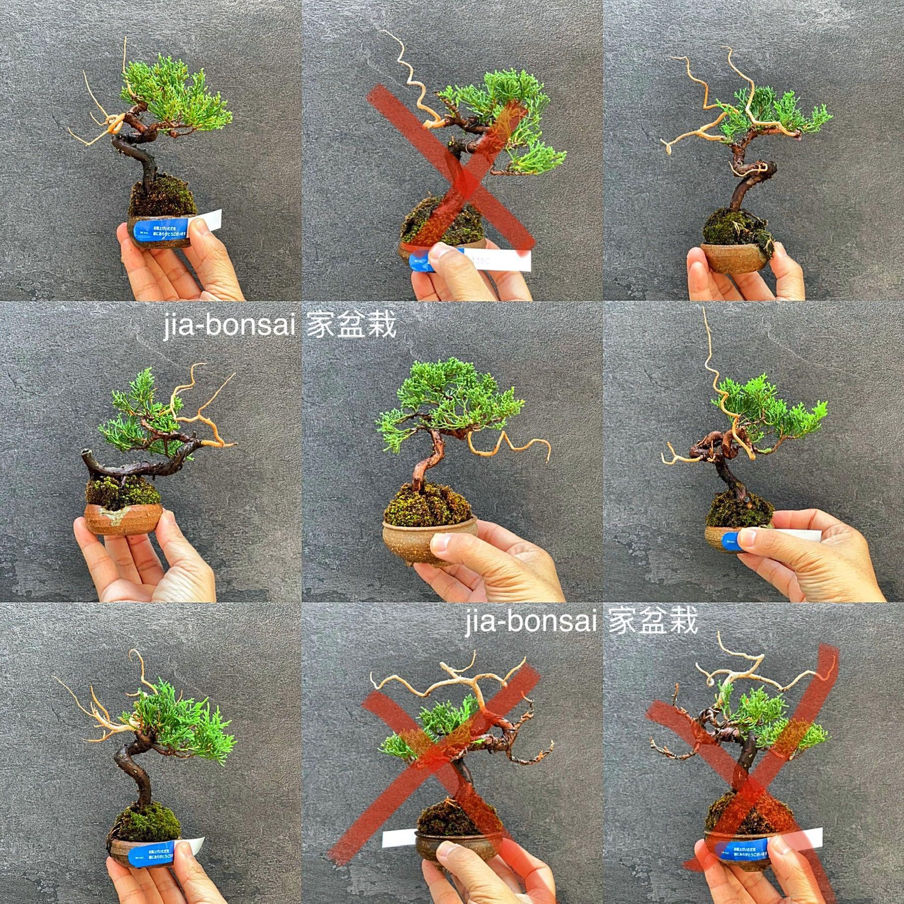 MAME Japanese Shimpaku Bonsai, Furniture & Home Living, Gardening ...