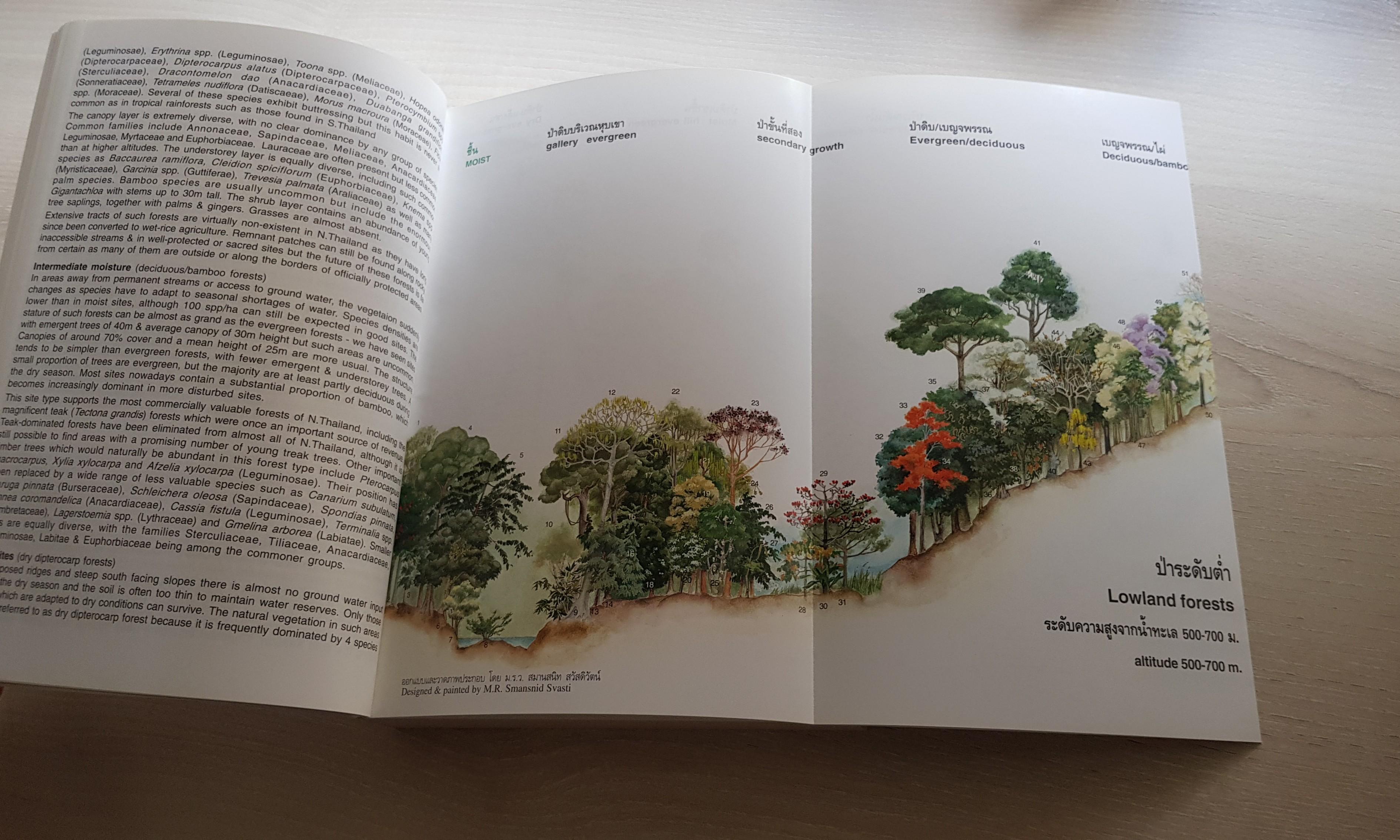 Forest Trees of Northern Thailand Field Guide, Hobbies & Toys, Books ...