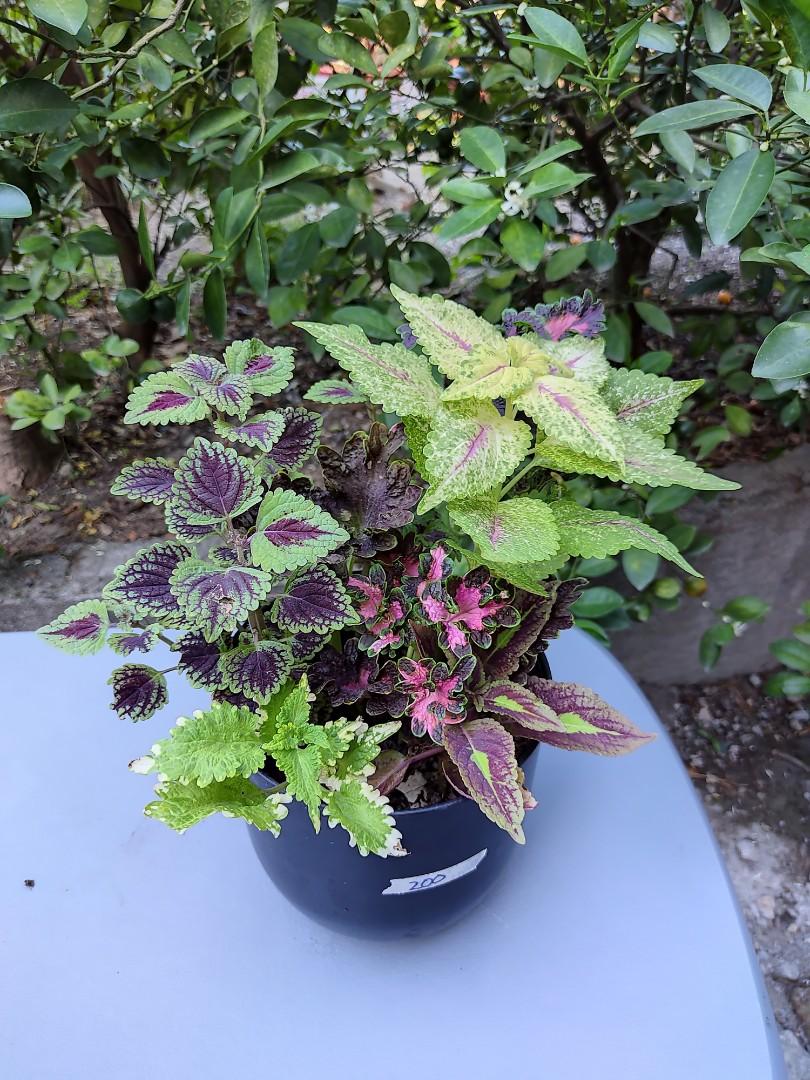 MAYANA PLANTS FOR SALE! P 190.00 EACH, Furniture & Home Living ...