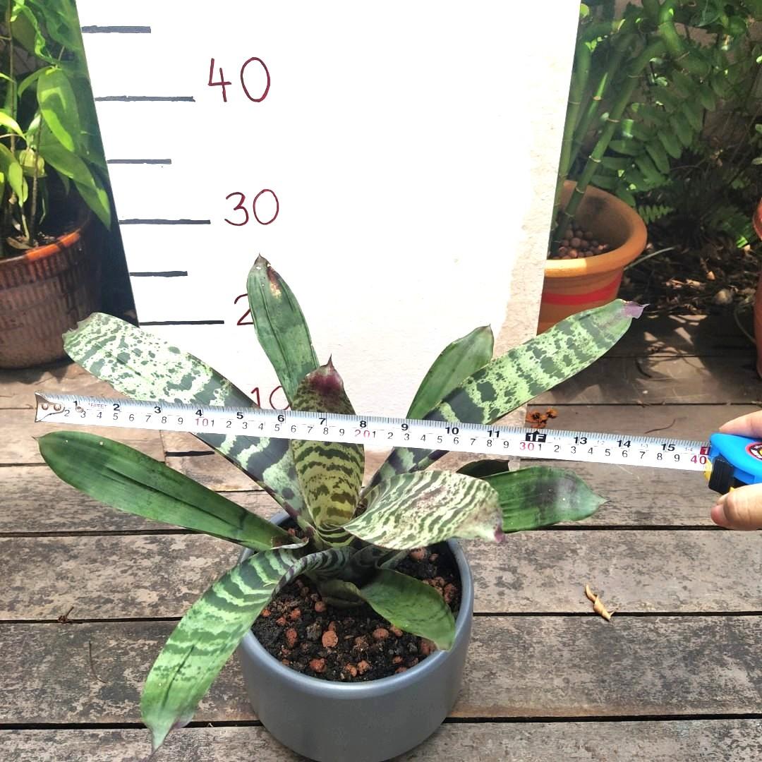 Vriesea Splendens, Flaming Sword Bromeliad, Furniture & Home Living ...