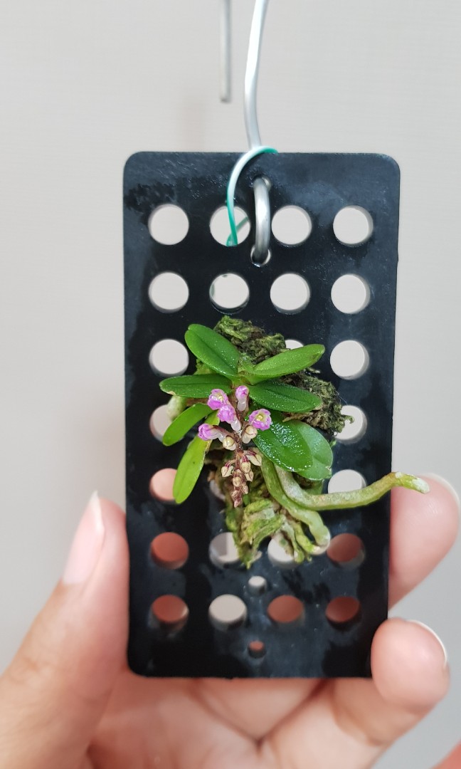 Blooming mini orchid, miniature orchids, air plant, orchid, hanging ...