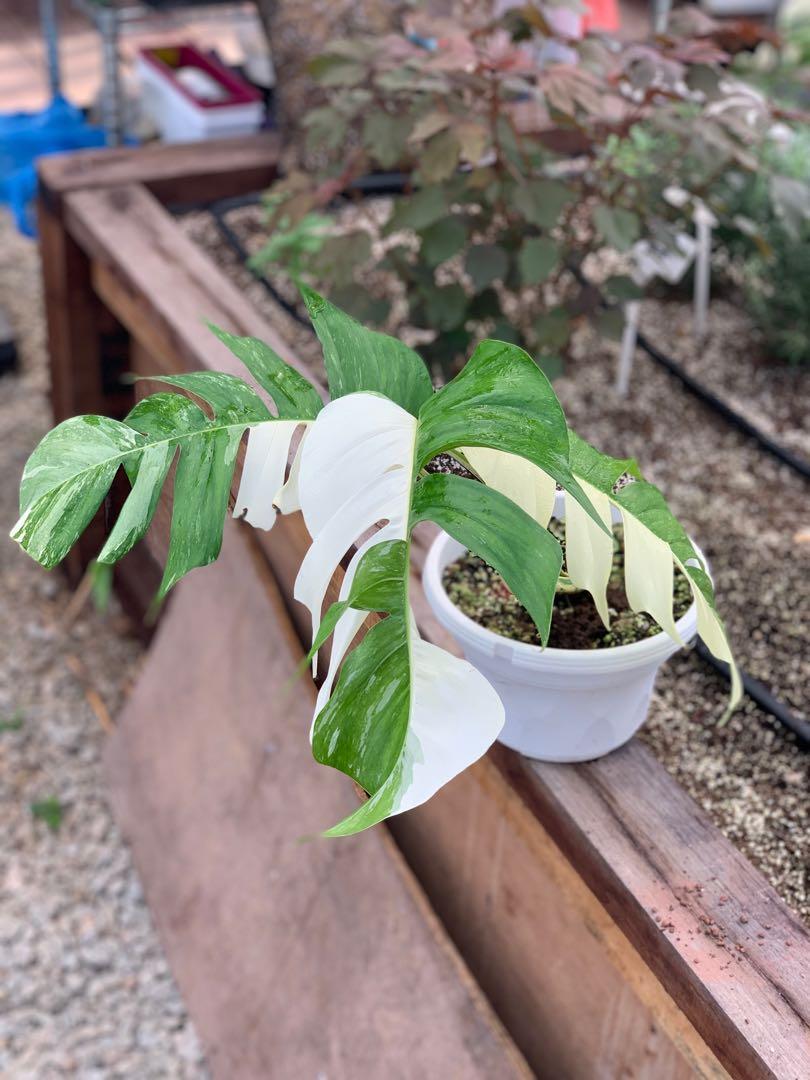 Epipremnum pinnatum albo variegata, adult form, Furniture & Home Living ...