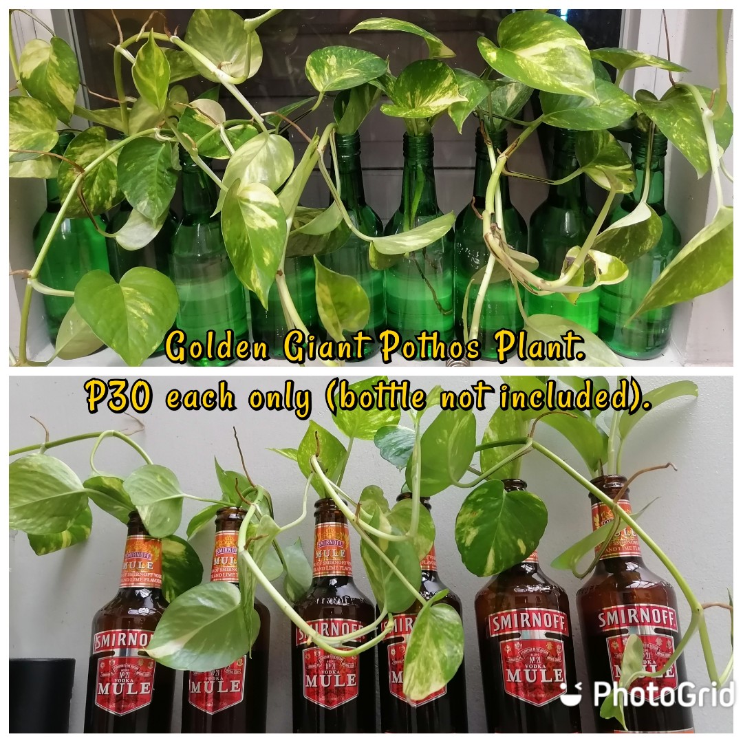 GOLDEN GIANT TRAILING POTHOS PLANT, Furniture & Home Living, Gardening ...