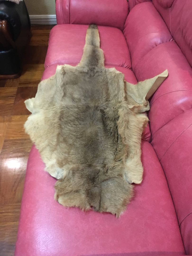 New Zealand Kangaroo Skin, Furniture & Home Living, Home Decor, Carpets ...