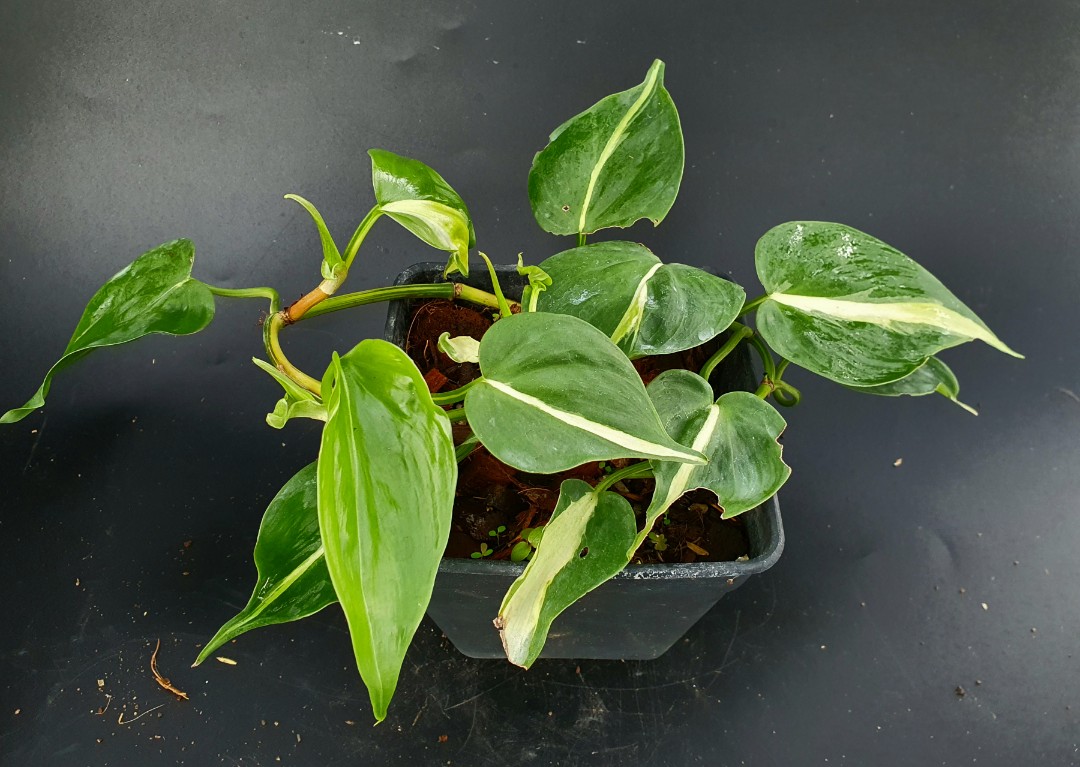 Philodendron gabby, Furniture & Home Living, Gardening, Plants & Seeds ...