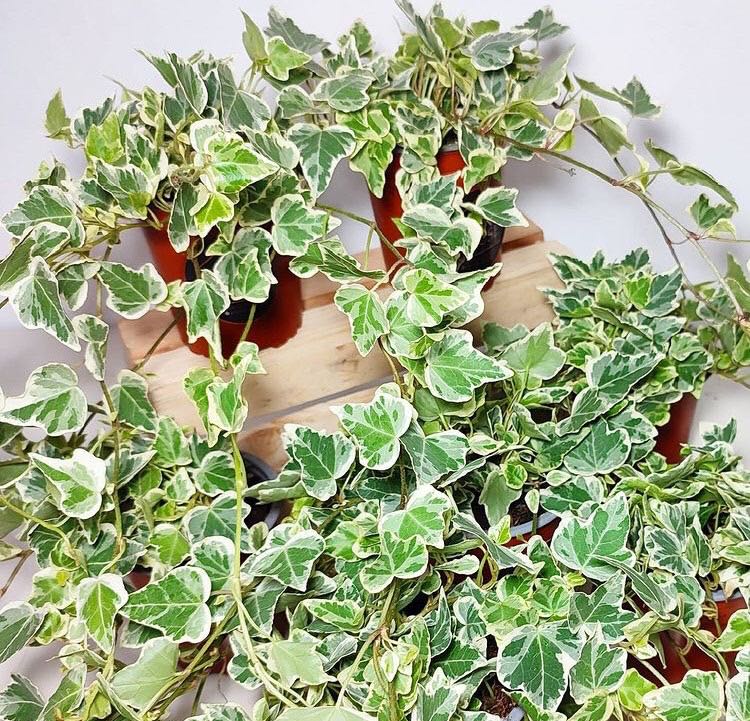 Variegated English ivy, Furniture & Home Living, Gardening, Plants ...
