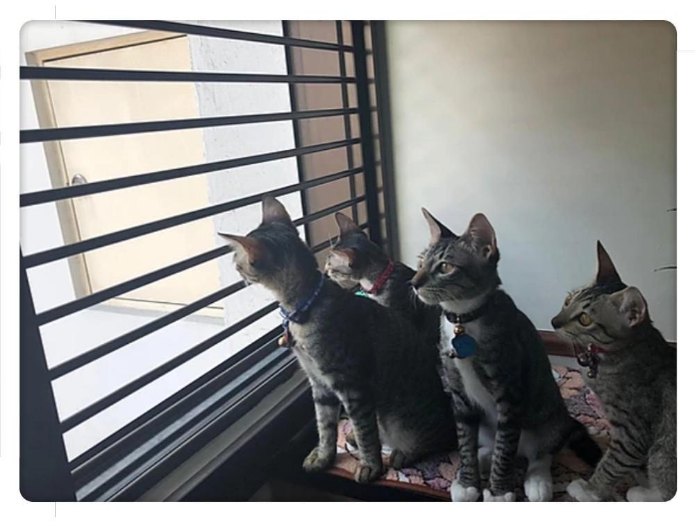 BTO Window Grilles Aluminium Sliding Door Grilles with Pet Friendly ...