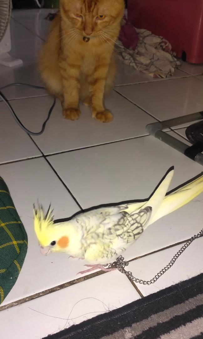 Kandang Burung Parkit