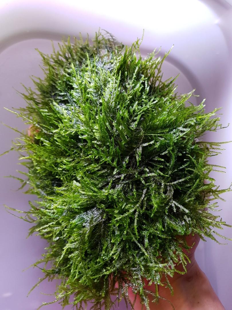Peacock Moss Clump, Furniture & Home Living, Gardening, Plants & Seeds ...